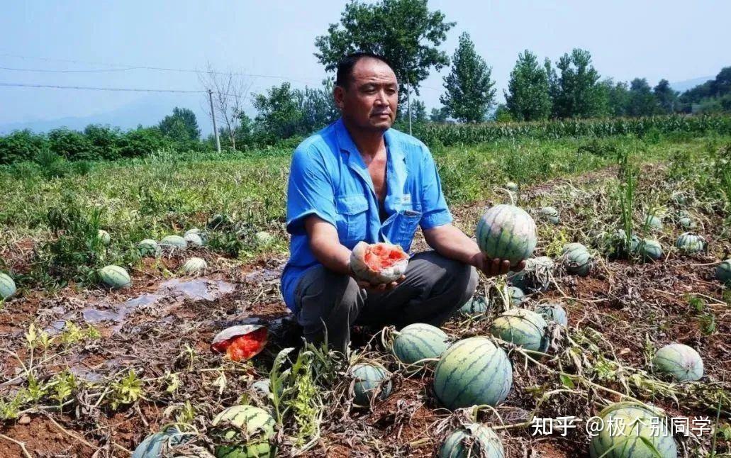 那些卖不掉的农产品,再也不会烂在地里了 知乎