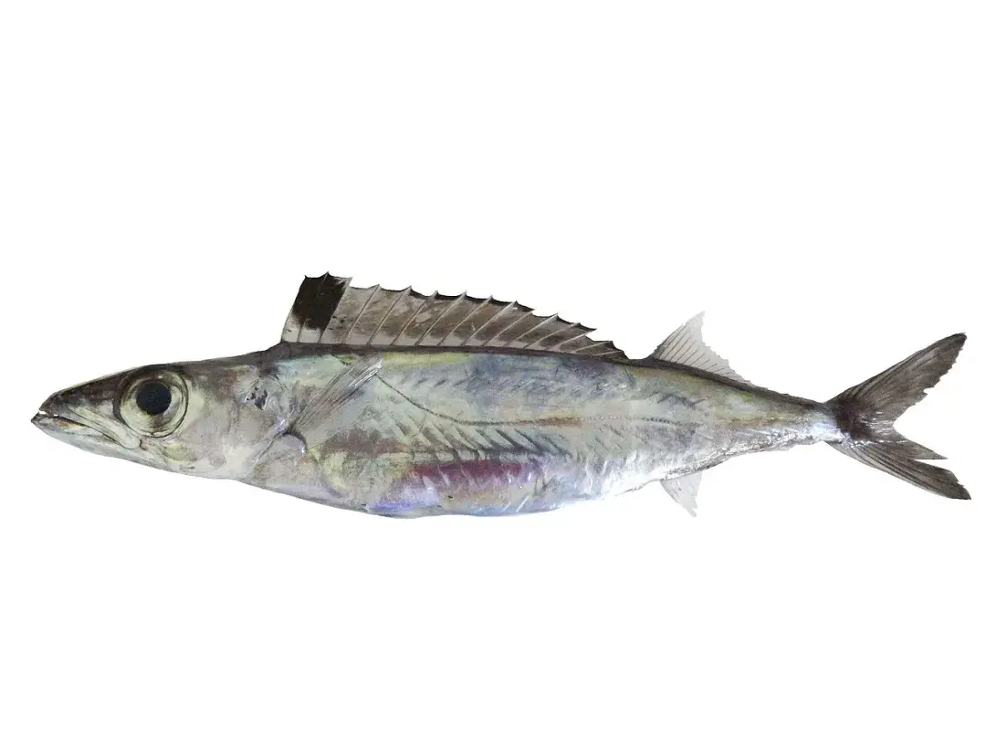 以“蛇”为名，海中访“蛇”（三）（作者：暮晖熠熠） - 知乎