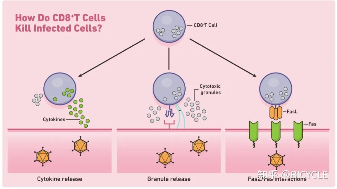 看透一个免疫细胞：CD8+ T - 知乎