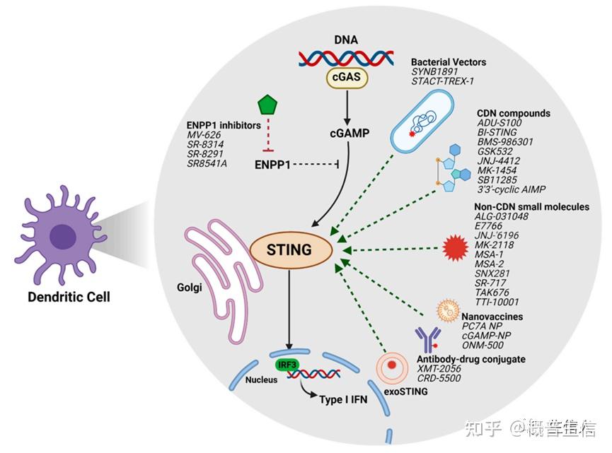 Nature新热点分享：干扰素刺激因子（STING） - 知乎