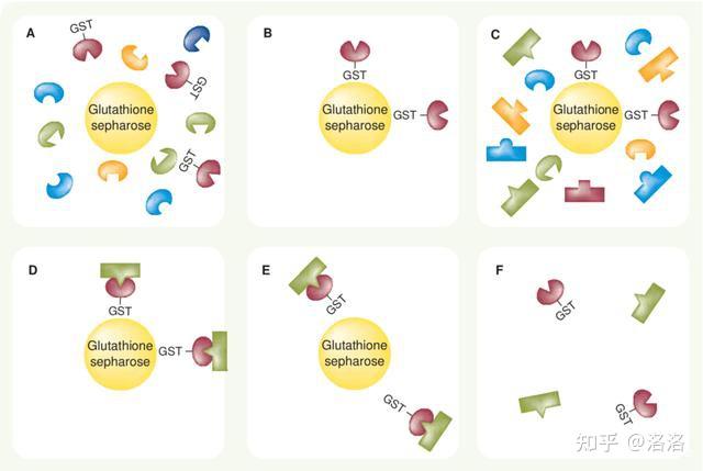 分子生物学实验技术|GST pull-down - 知乎