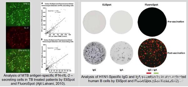 ELISPOT酶联免疫斑点技术 - 知乎