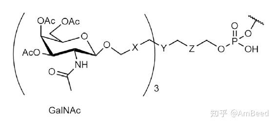 【AmBeed解析】高效递送，精准靶向：探索GalNAc-RNA药物递送系统 - 知乎