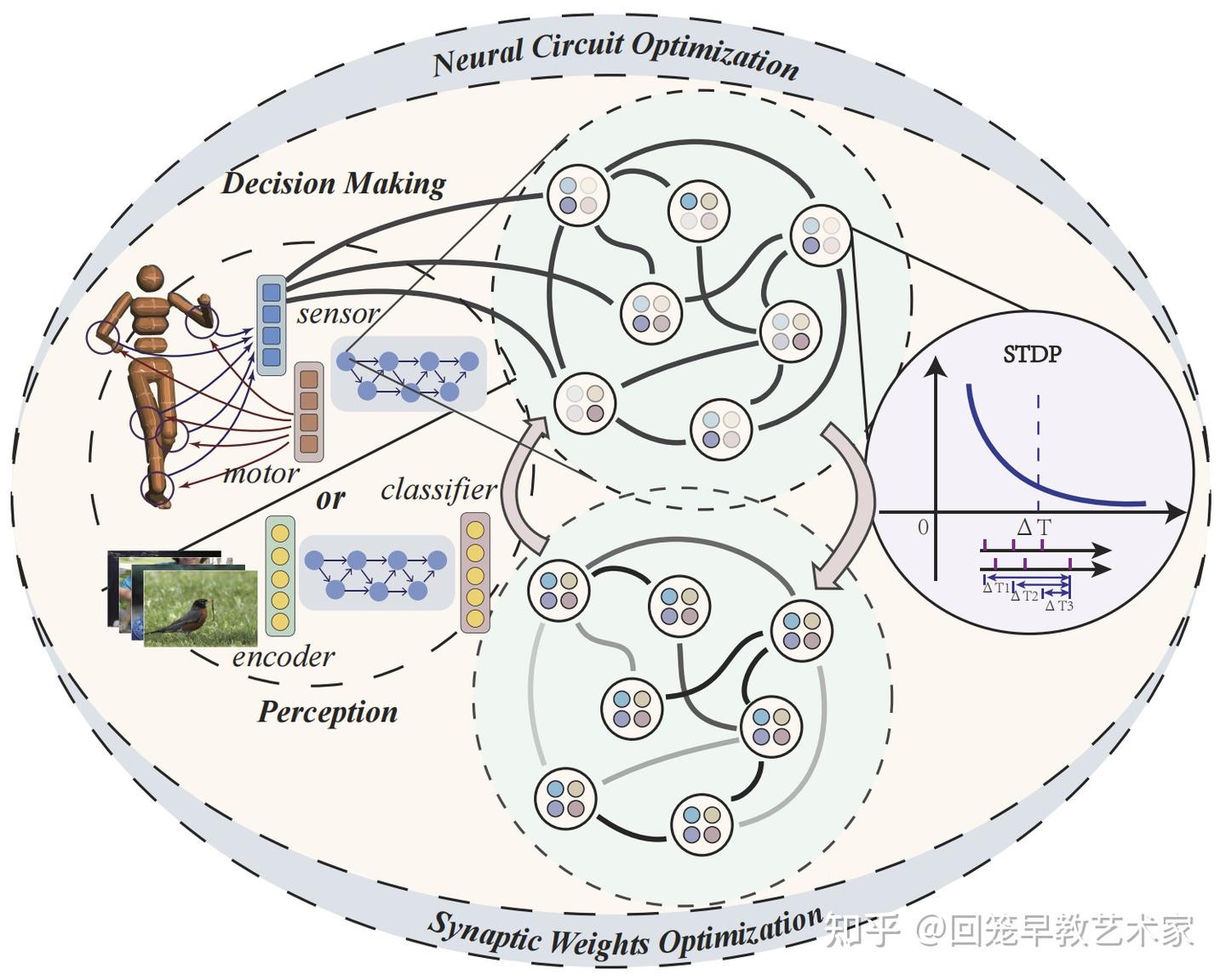 PNAS文章《脑启发的脉冲神经网络神经环路进化》Brain-inspired neural circuit evolution for ...