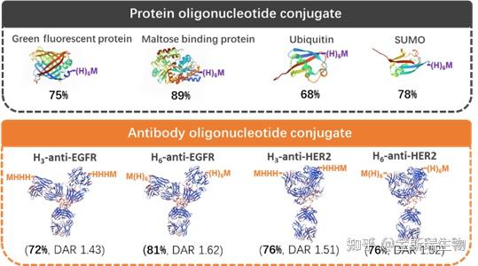支持siRNA靶向递送与ADC研究，金斯瑞蛋白定点修饰技术成果发表在BIOCONJUGATE CHEM杂志！ - 知乎