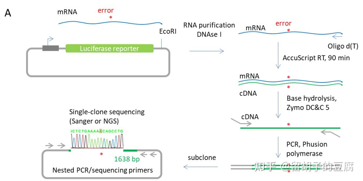Codexis开发以低浓度帽子类似物实现极高加帽率的T7聚合酶，同时还可抑制dsRNA形成。 - 知乎