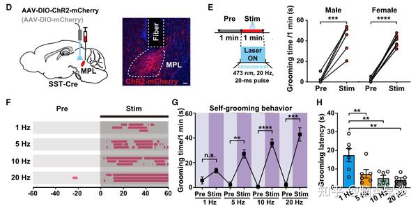 Neuron丨上海交通大学黄菊课题组CeA-MPL-VTA环路在自我梳理和应激后焦虑调节中的双重作用 - 知乎