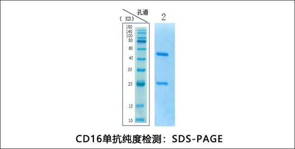 增强NK细胞ADCC的重要蛋白—CD16a - 知乎