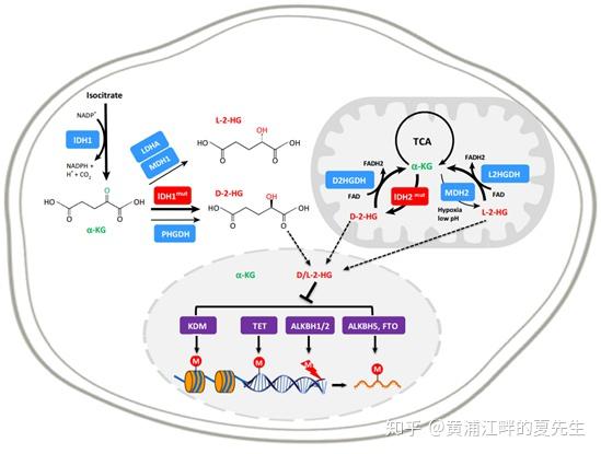 IDH突变、表观遗传与靶向治疗 - 知乎