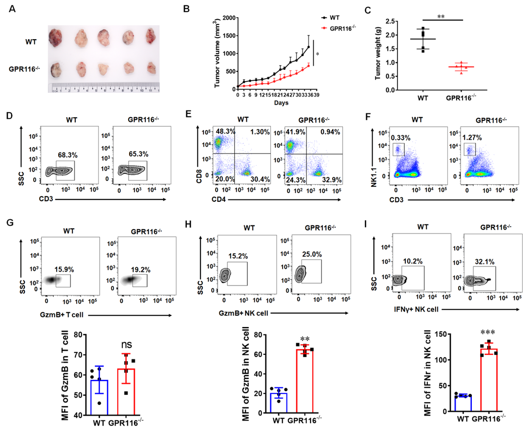 Cell Biosci︱华东师大江文正团队发现GPR116受体作为潜在的免疫检查点调控NK细胞生物学功能的机制 - 知乎