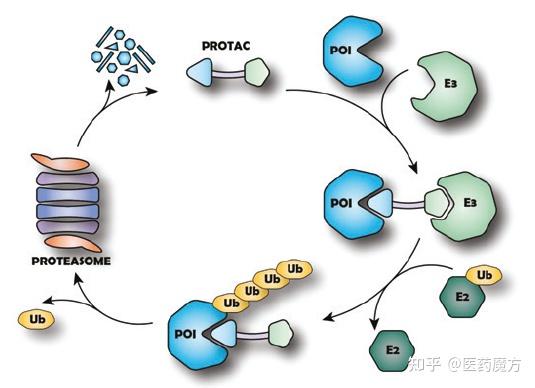 全球首个申报临床的BTK-PROTAC，来了！ - 知乎