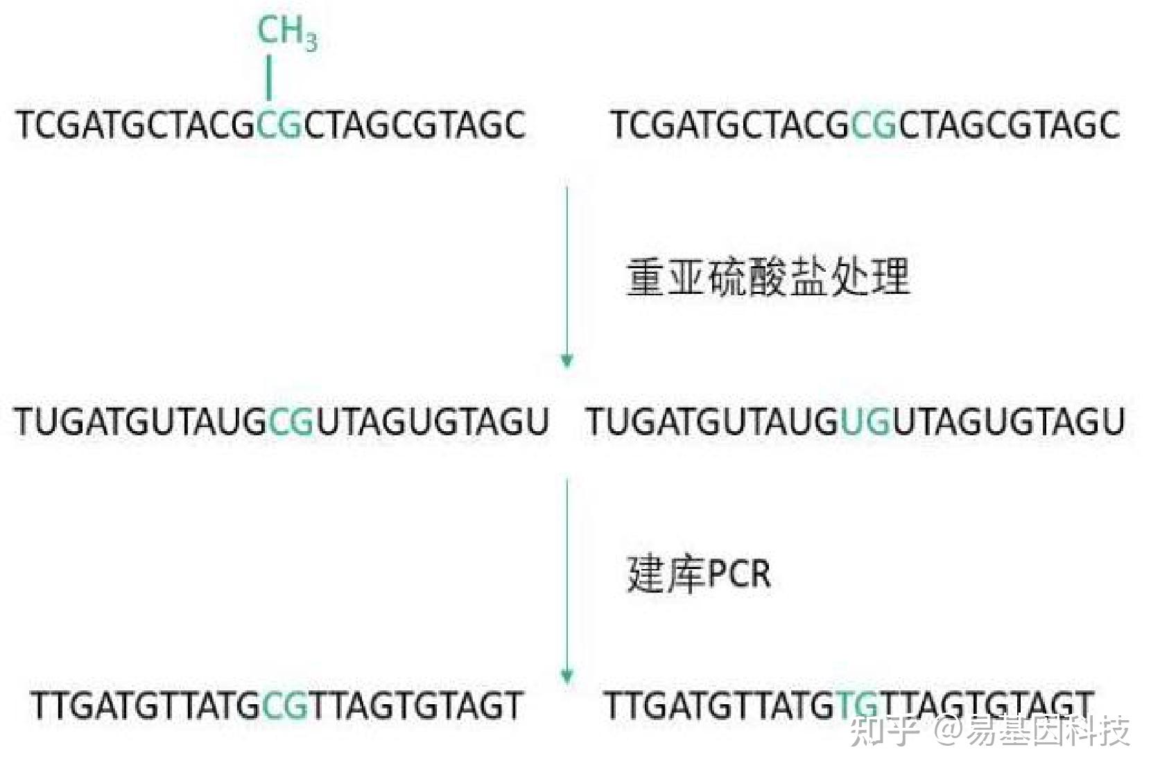 干货：手把手教你做RNA m5C甲基化测序分析（RNA-BS） - 知乎