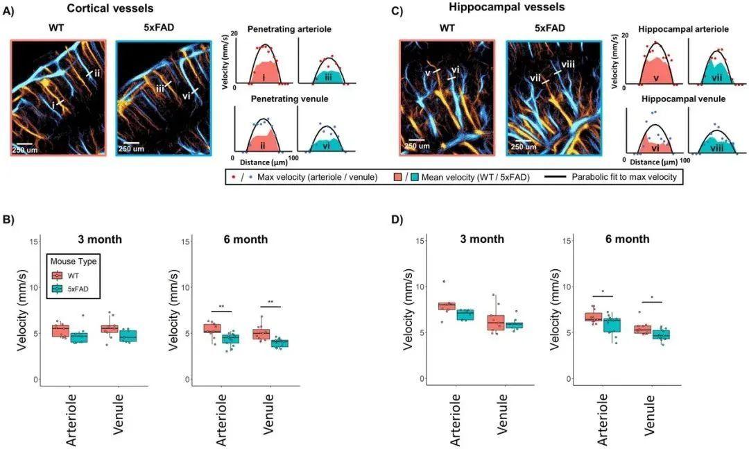 J Neurosci:超分辨率超声 “透视” 阿尔茨海默小鼠脑内血管 - 知乎