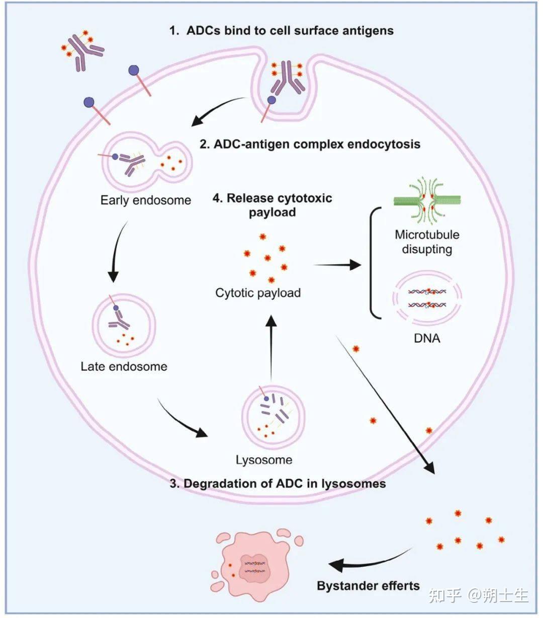 首个肺癌TROP-2 ADC药物获批 - 知乎