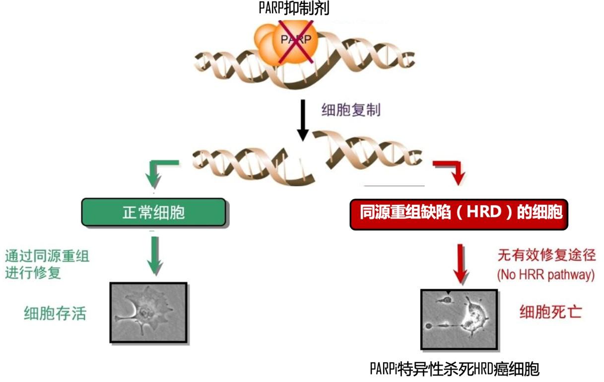 【检测价值专题】HRD检测的临床价值和意义 - 知乎