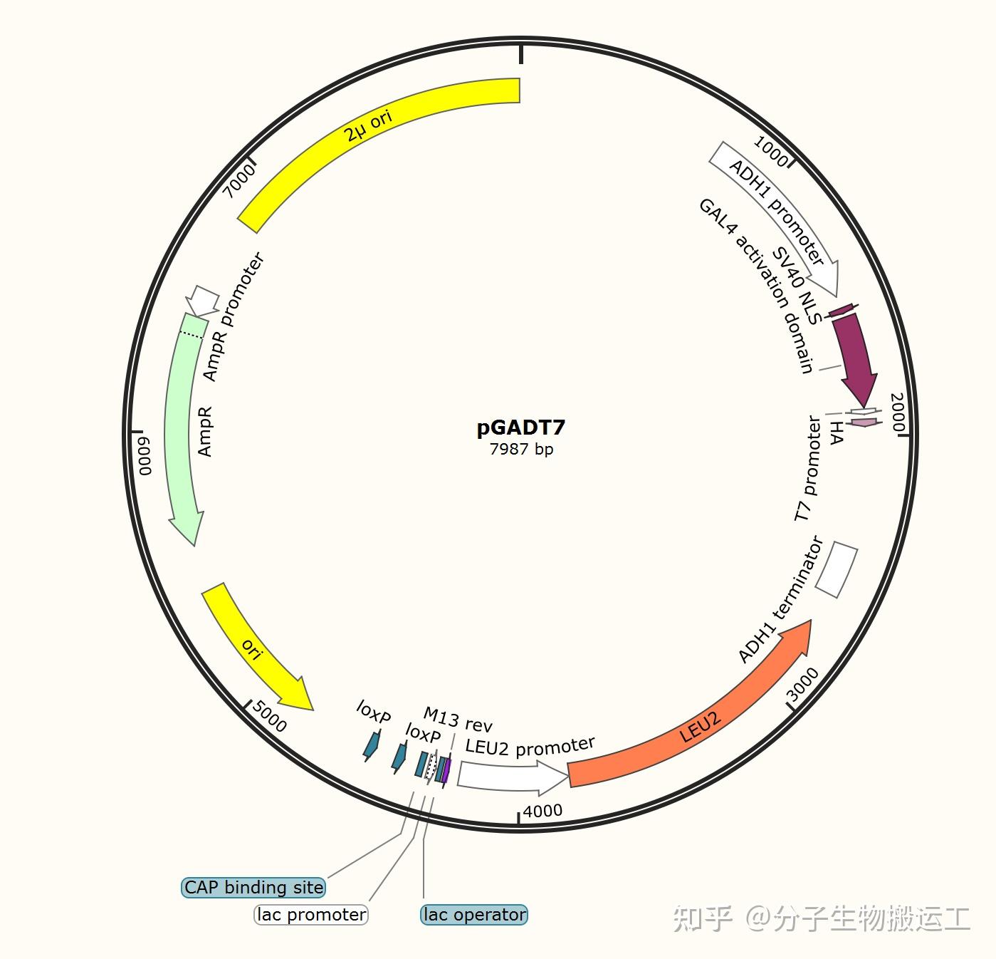 质粒概述 - 知乎