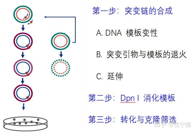 定点突变知多少 - 知乎