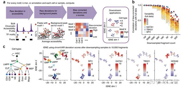 ATAC-seq分析R包chromVAR:预测染色质可及性相关的转录因子 - 知乎