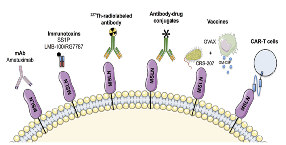 扬帆起航：MSLN靶点治疗带来抗癌治疗“新生机” - 知乎