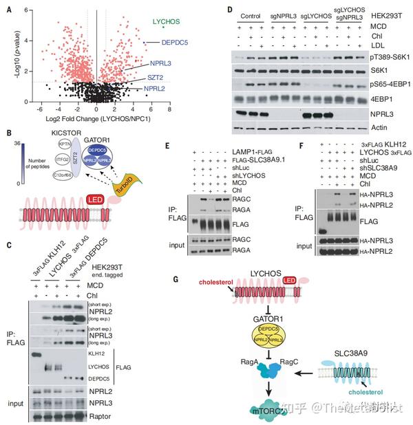 代谢学人--Science：LYCHOS--胆固醇的神秘感受器 - 知乎