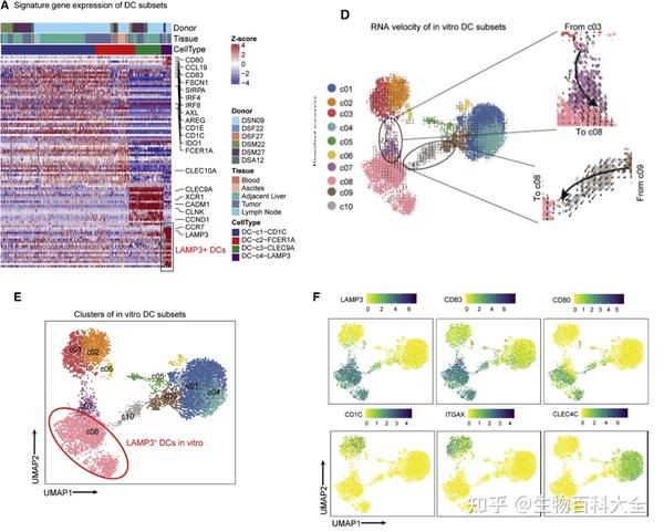 免疫研究|单细胞测序揭示肝癌免疫微环境的动态特征 - 知乎