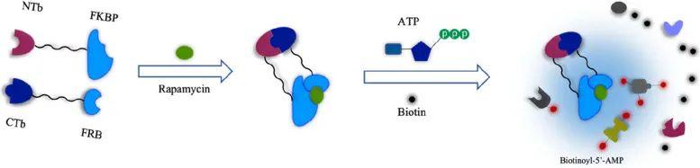 邻近标记技术：研究蛋白互作的利器（一） - 知乎