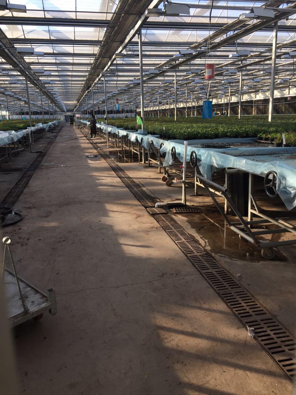 不那么浪漫的鲜花工厂 - 知乎