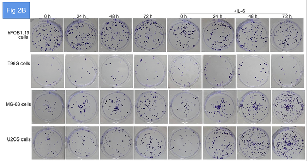 图像查重 | 32张图片组合在一起，你能发现其中的重复问题吗？ - 知乎