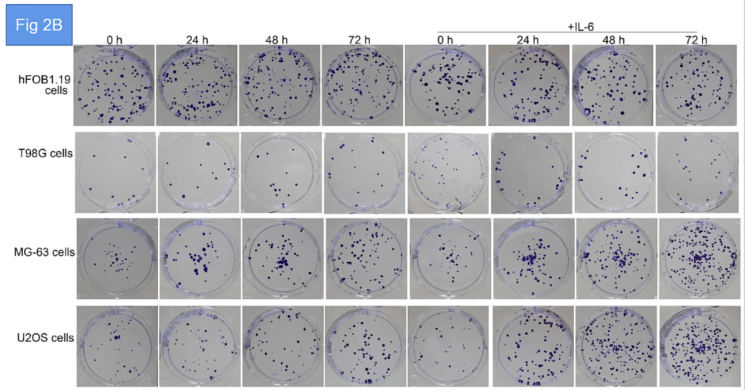 图像查重 | 32张图片组合在一起，你能发现其中的重复问题吗？ - 知乎