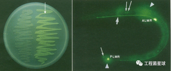 一分钟找好mRNA科研好“基”友(一): eGFP报告基因 - 知乎