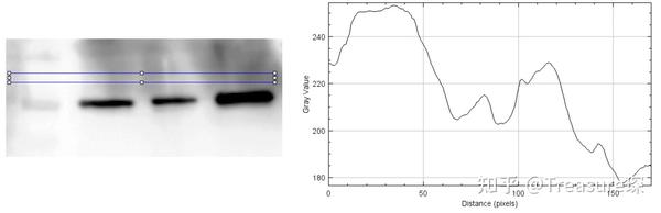 ImageJ实用技巧——Western Blot定量分析深入探究(定量分析篇) - 知乎