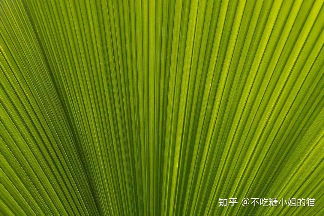 真正的佛系植物，五树六花，是指哪“五树”？哪“六花”？ - 知乎