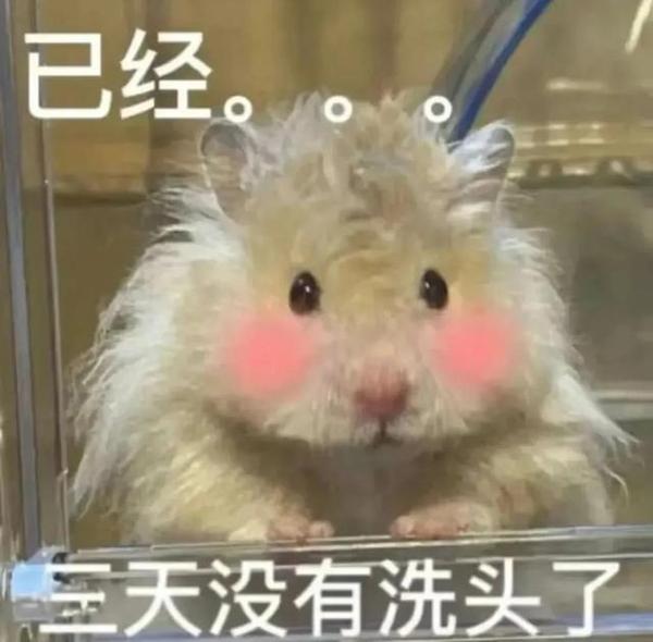 鼠鼠我啊搞笑表情包 知乎