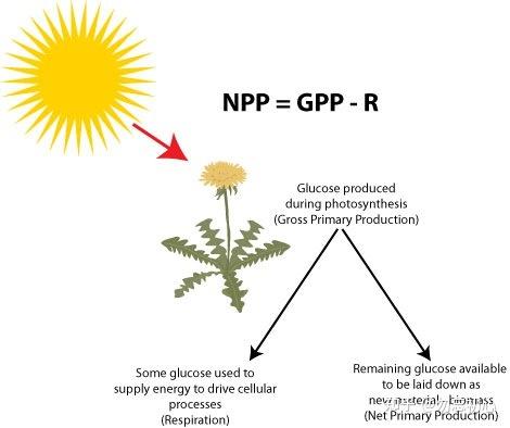 常用的NPP、GPP数据集介绍与下载教程 - 知乎