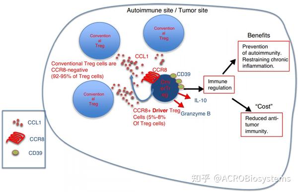 ACRO"膜杰作"又添新成员——全长七次跨膜蛋白CCR8 - 知乎