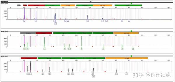 细胞STR鉴定技术服务 - 知乎
