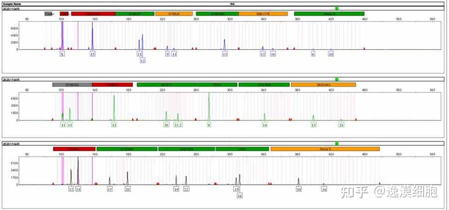 细胞STR鉴定技术服务 - 知乎