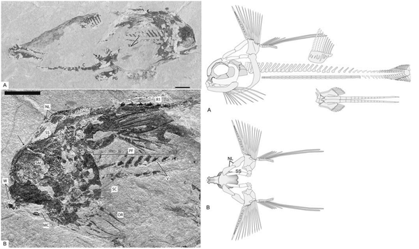 【地球演义】鲛腾记2：形 - 知乎