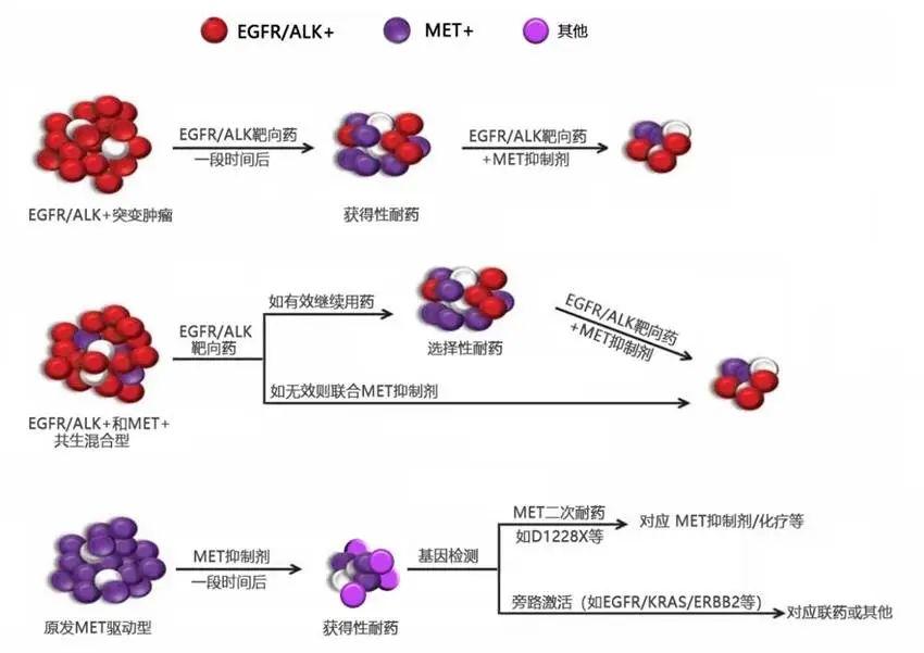 从零开始认识c-MET（下）——治疗篇 - 知乎