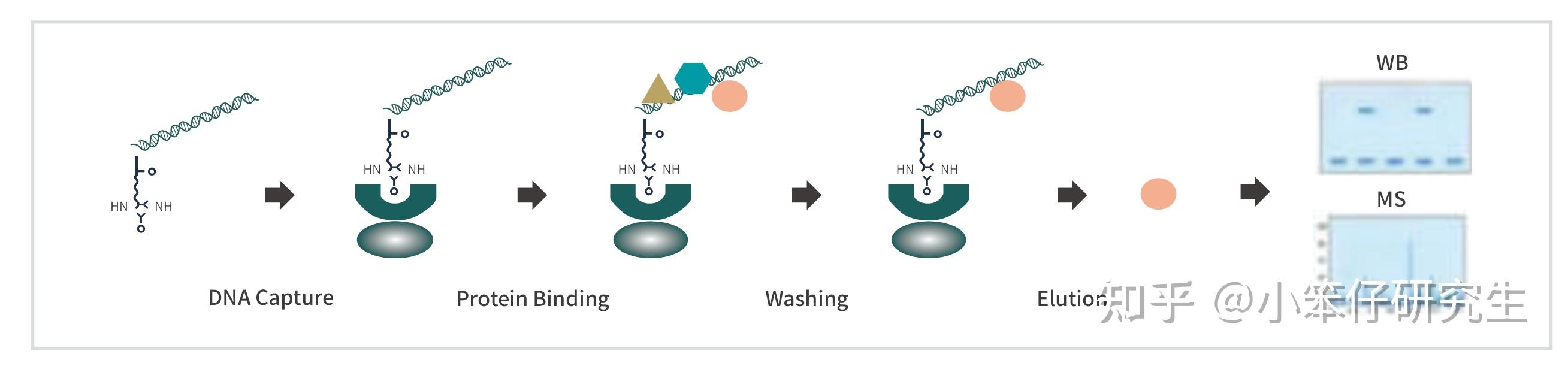 DNA pull down原理，应用场景，操作步骤 - 知乎