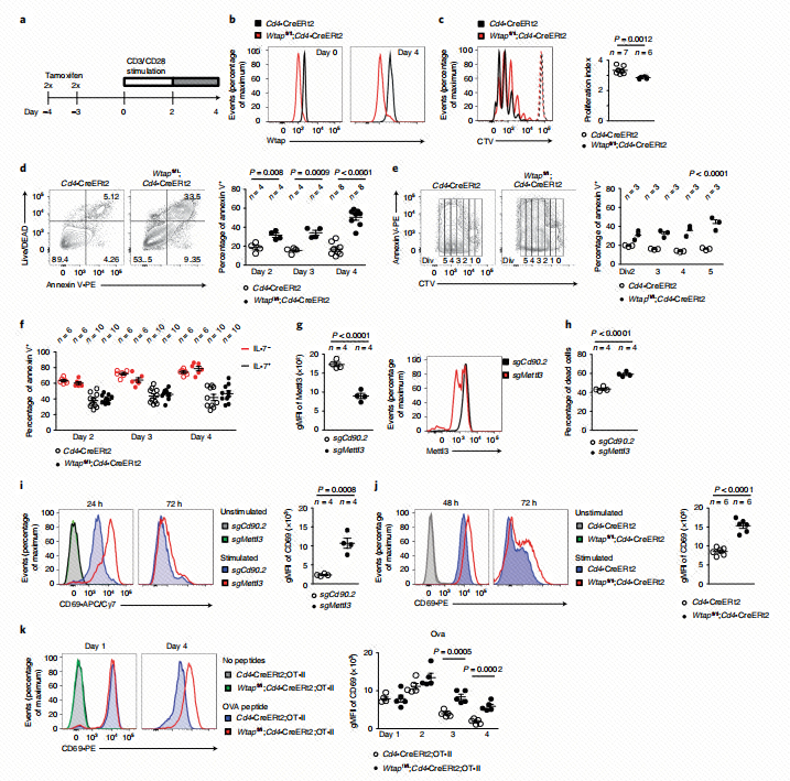 Cell Mol Immu | N6-腺苷甲基化(m6A)参与T细胞的生死决定 - 知乎