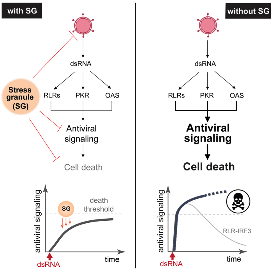 Molecular Cell丨应激颗粒是减震器，可防止对 dsRNA 产生过度的先天免疫反应 - 知乎