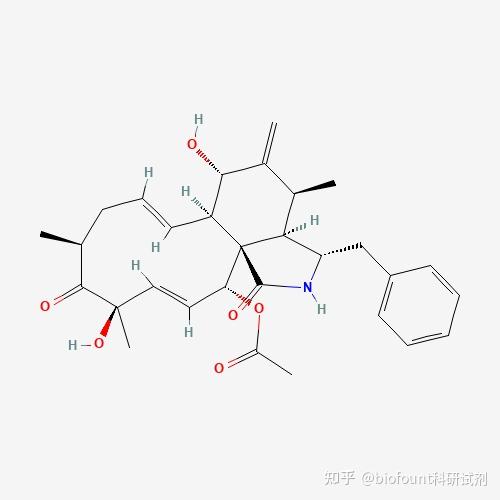细胞松弛素D；肌动蛋白聚合抑制剂 - 知乎