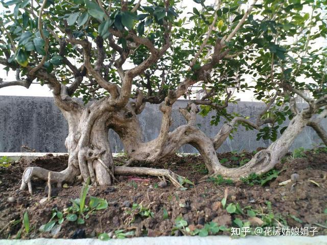 3招教会你，让树桩快速发芽成活，方法简单，一看就会 - 知乎