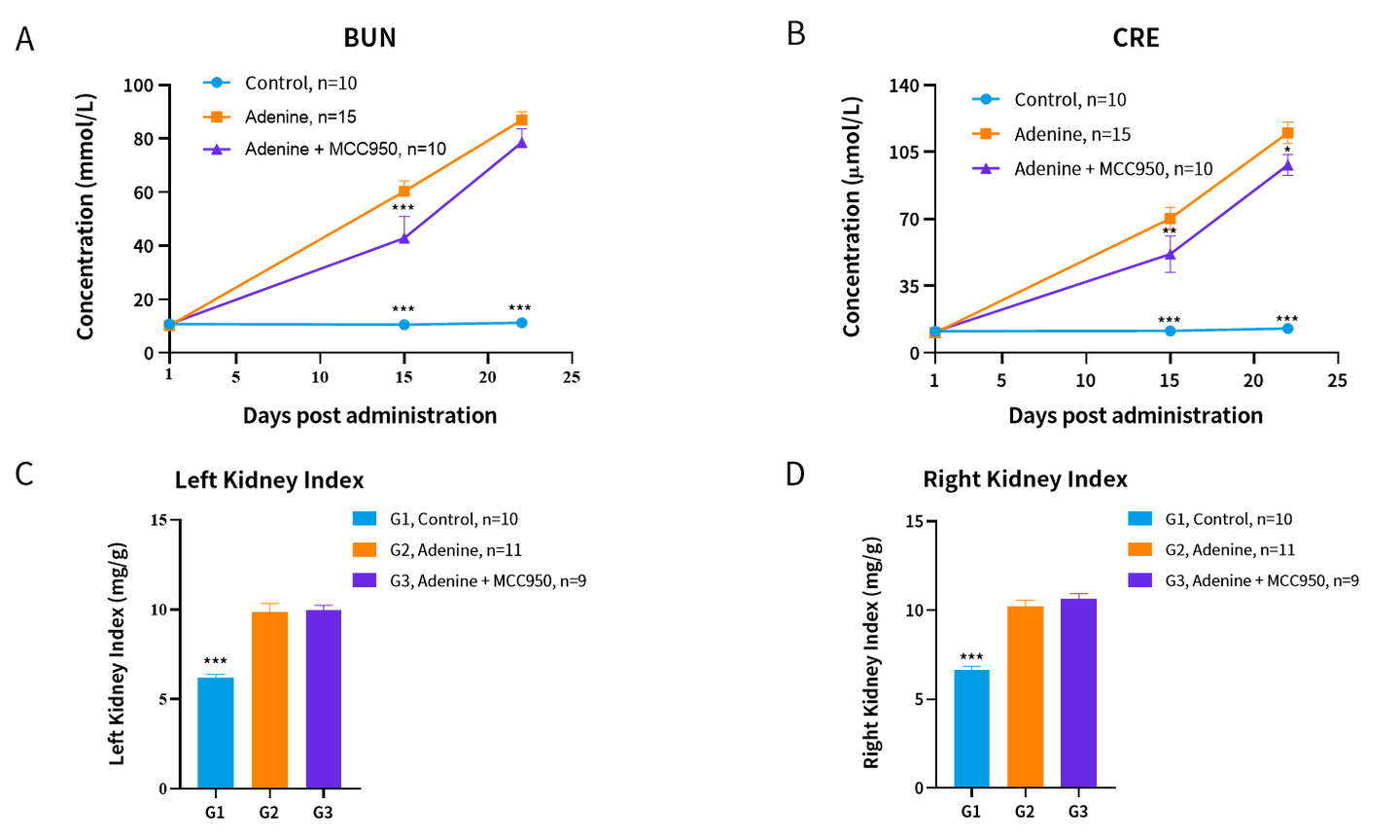 造模百科 | CKD小鼠模型 - 知乎