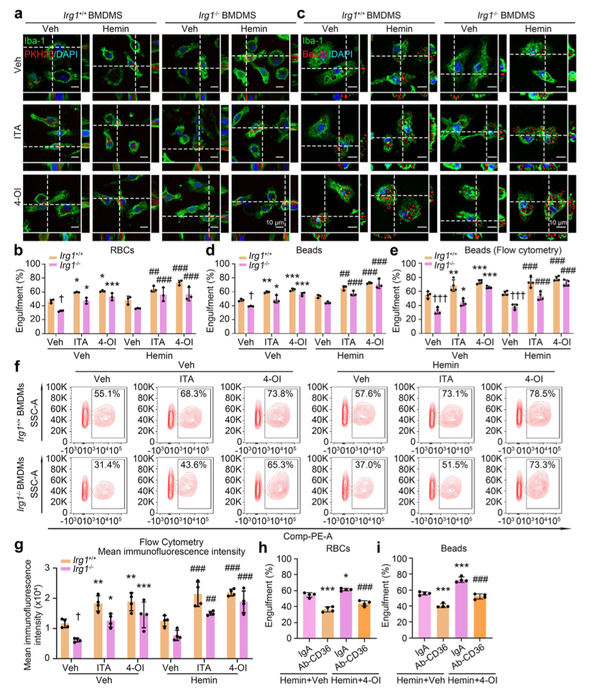 eBioMedicine丨Irg1/衣康酸轴的靶向巨噬细胞吞噬功能可改善脑出血性中风和腹膜炎的预后 - 知乎