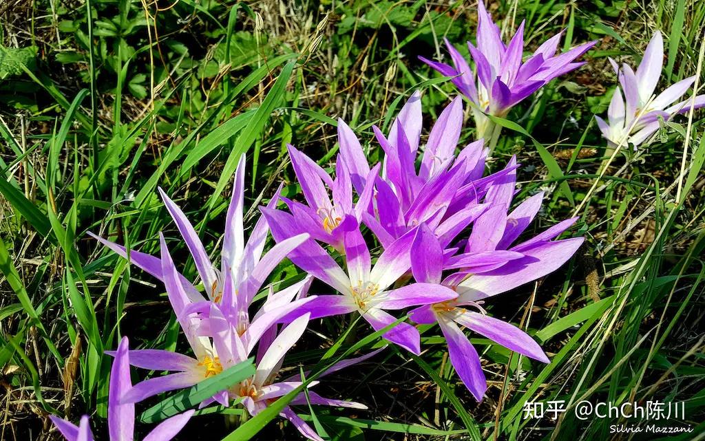 多肉植物全图鉴17：秋水仙科（Colchicaceae），秋水仙属（Colchicum） 原始种A-H - 知乎