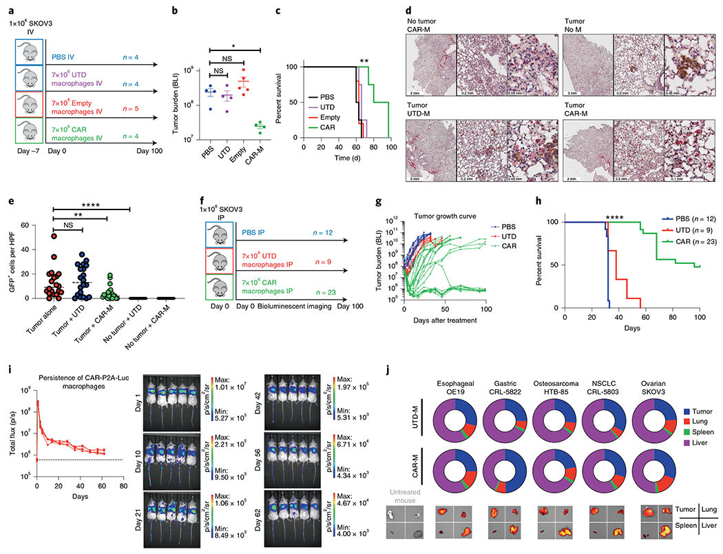 CAR疗法：从CAR-T到CAR-NK和CAR-M - 知乎