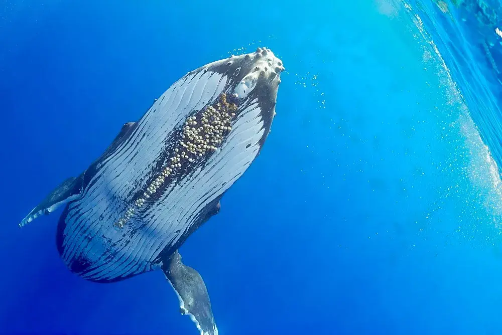 被称作地狱美味的藤壶，用实力诠释什么叫脸都不要了 - 知乎