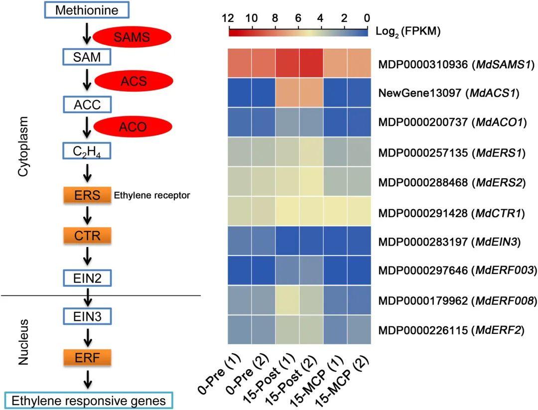 转录因子研究套路（三） - 知乎